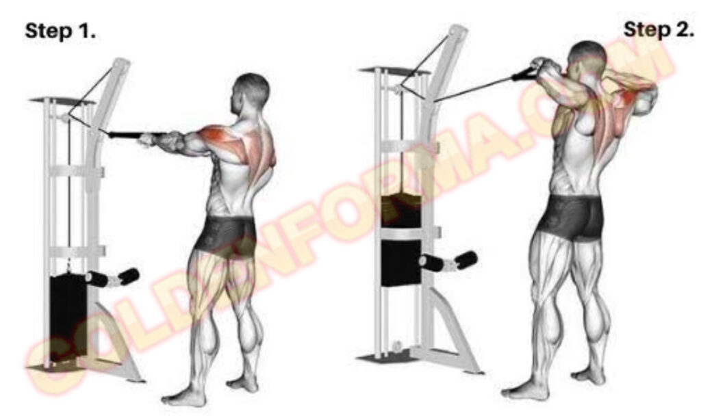 جدول تمارين Push Pull Legs للاسبوع بالكامل (تحديث)