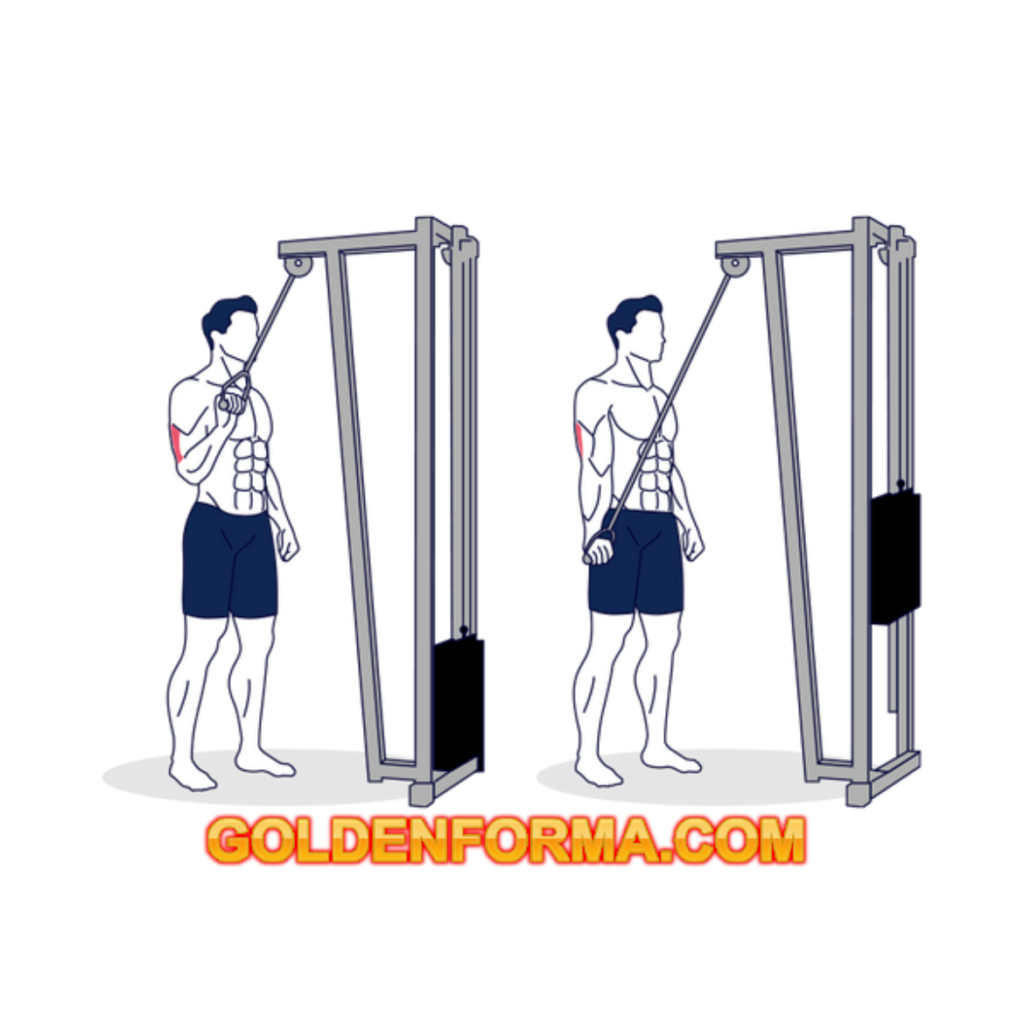 جدول تمارين Push Pull Legs للاسبوع بالكامل (تحديث)