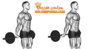 جدول تمارين Push Pull Legs للاسبوع بالكامل (تحديث)